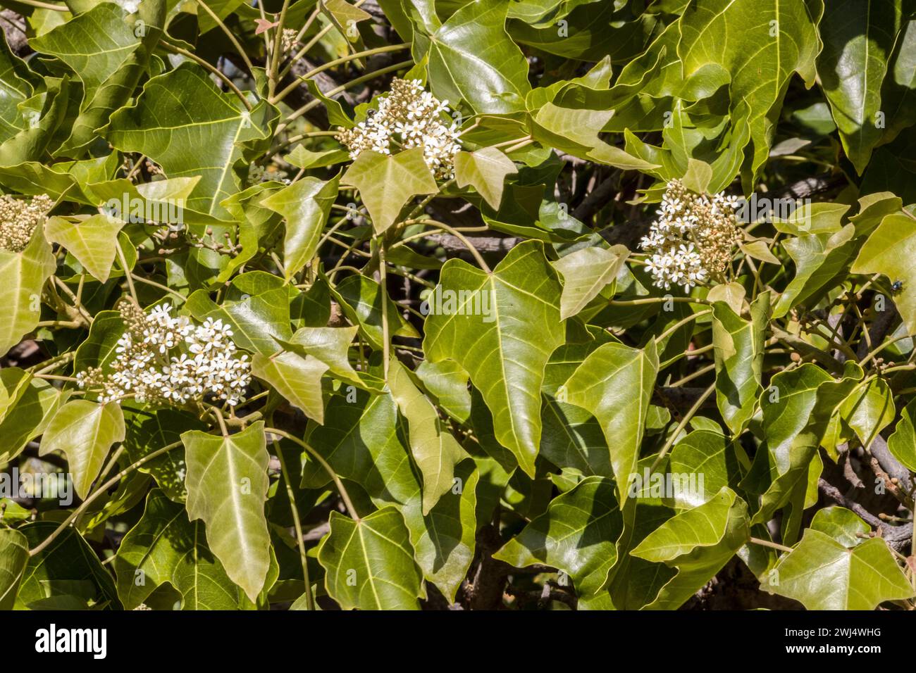 Kemirinuss hi-res stock photography and images - Alamy