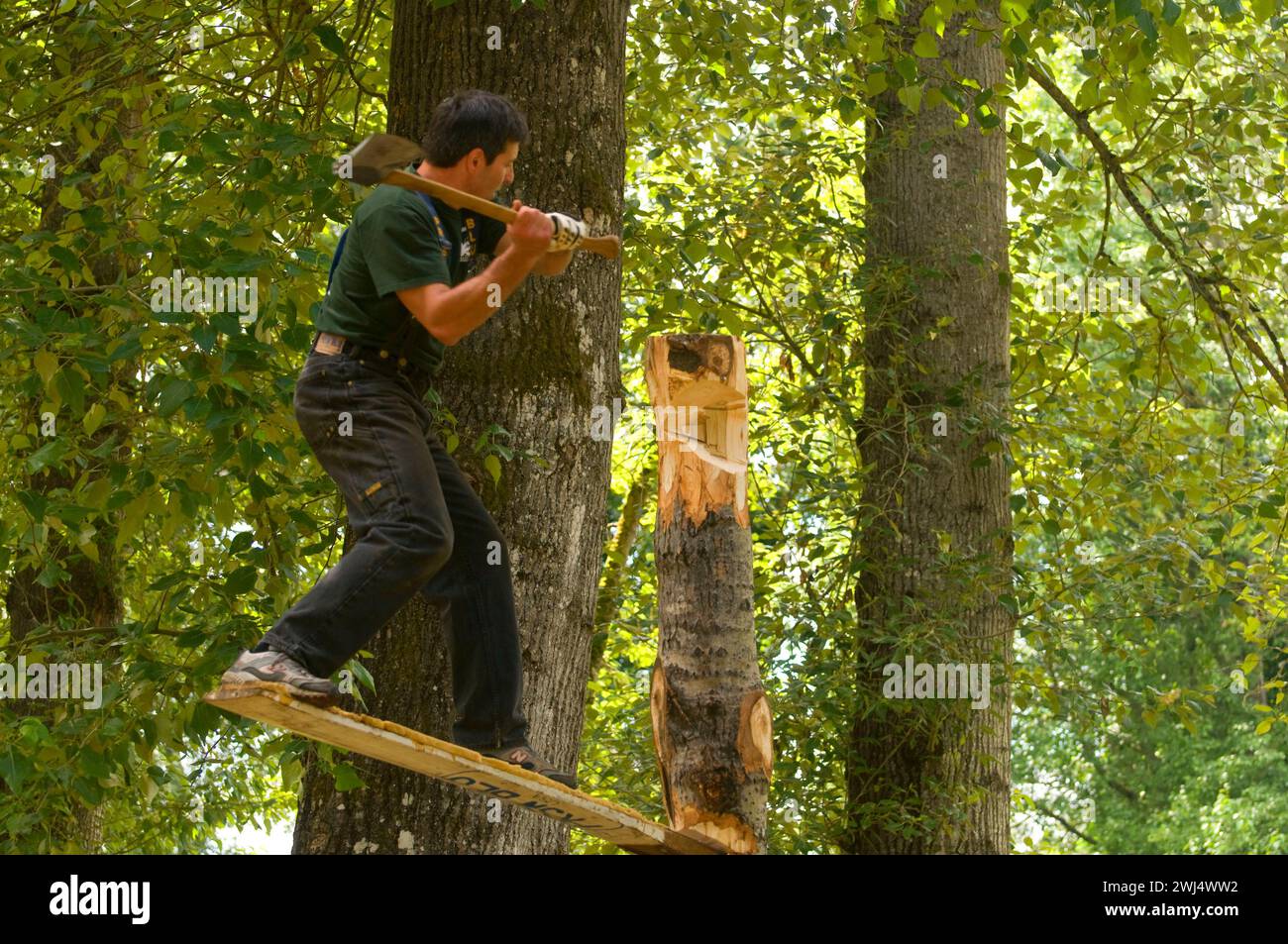 Springboard chop (World champion logger Rob Waibel), Linn County ...