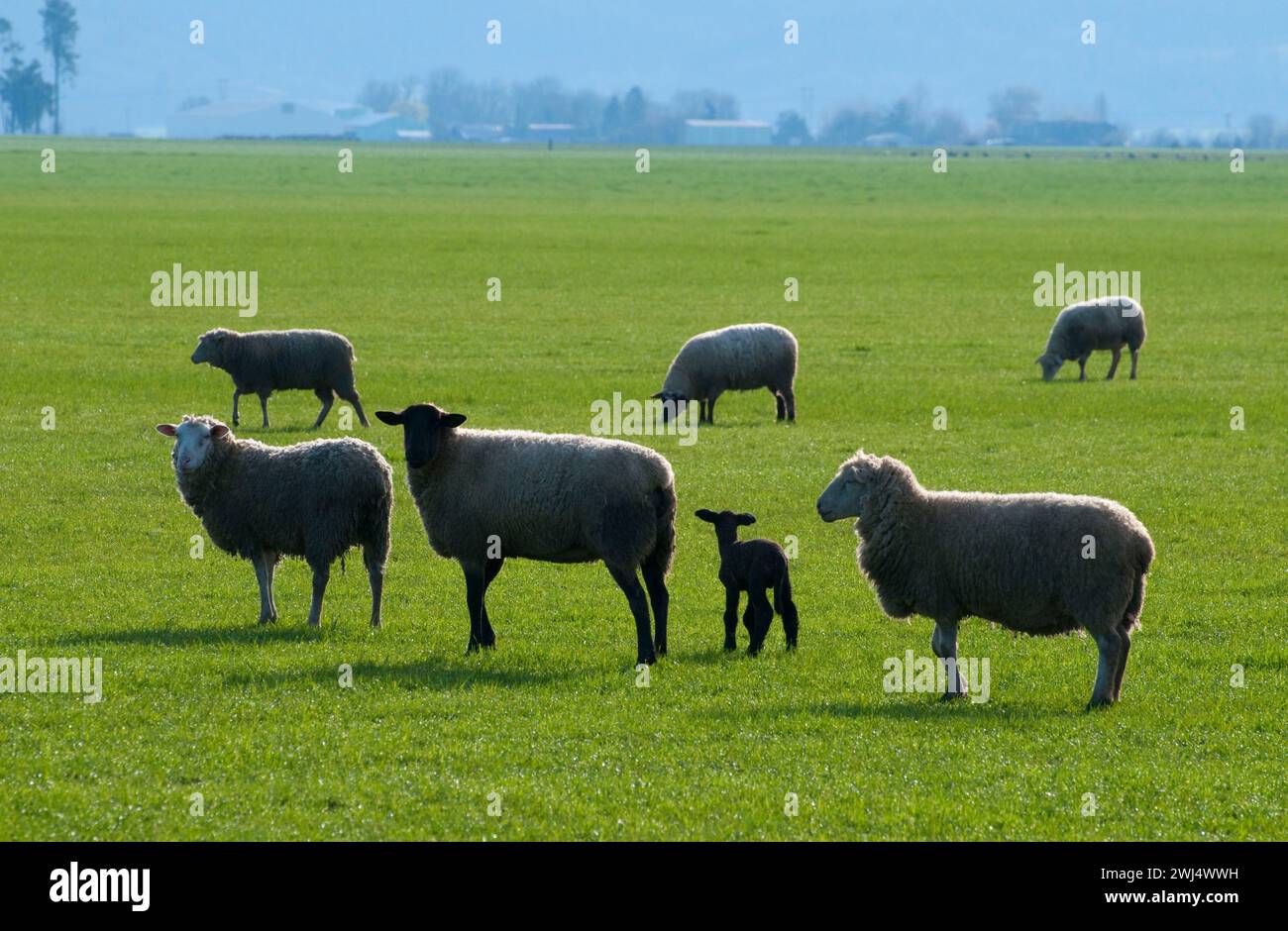 Sheep, Linn County, Oregon Stock Photo - Alamy