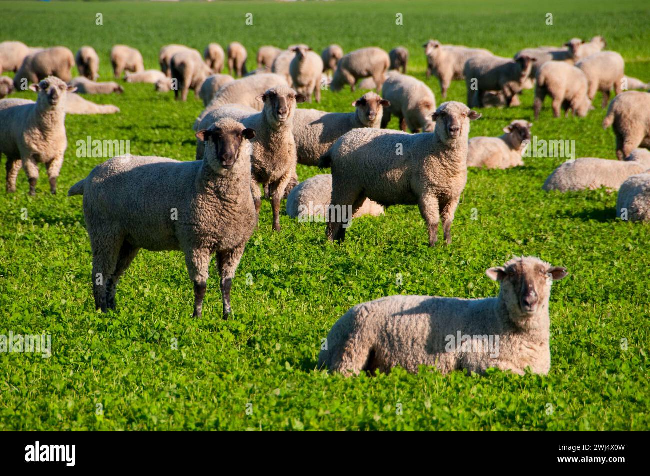 Sheep, Linn County, Oregon Stock Photo - Alamy