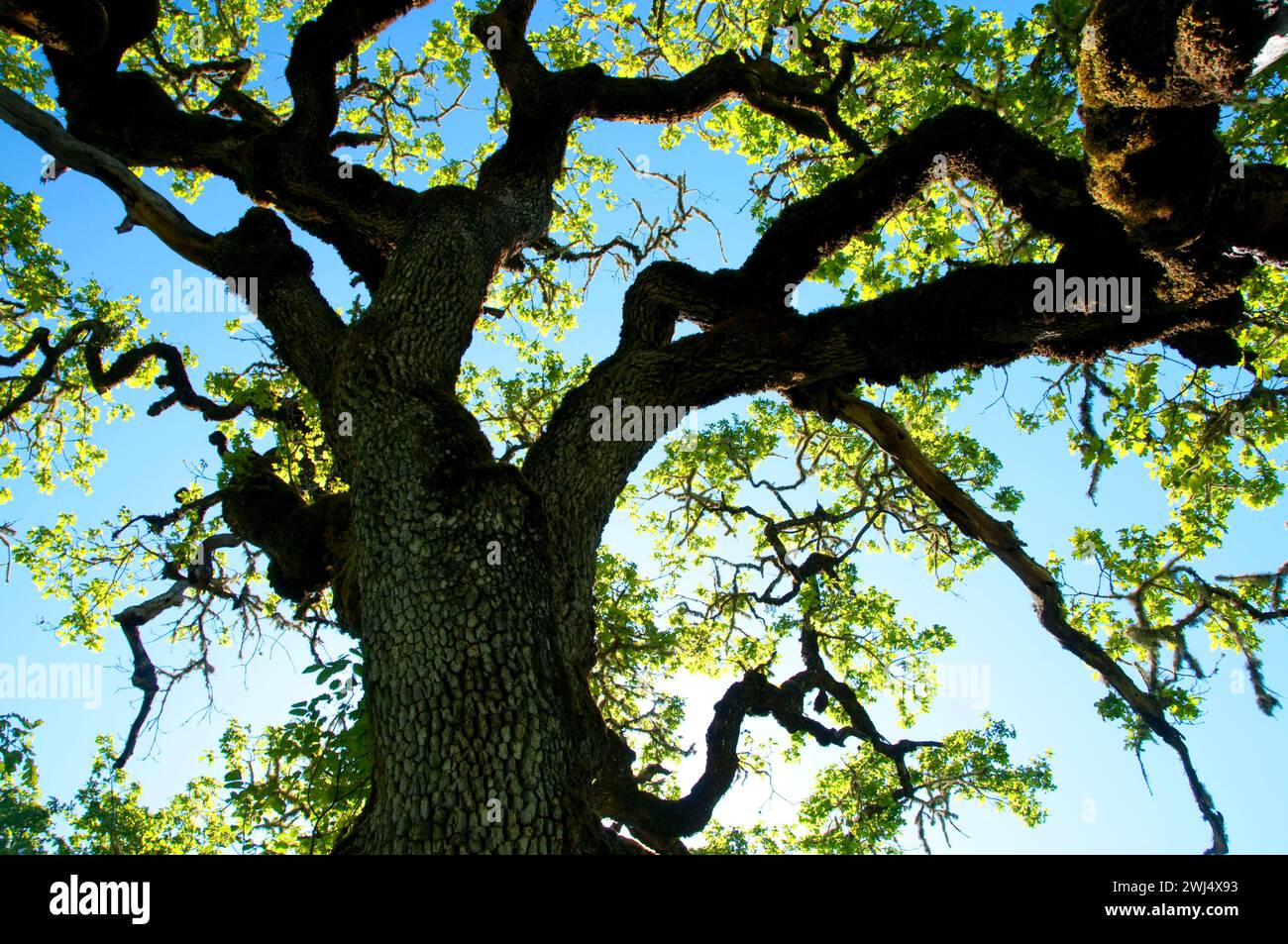 Beaver and cattail pond trail hi-res stock photography and images - Alamy
