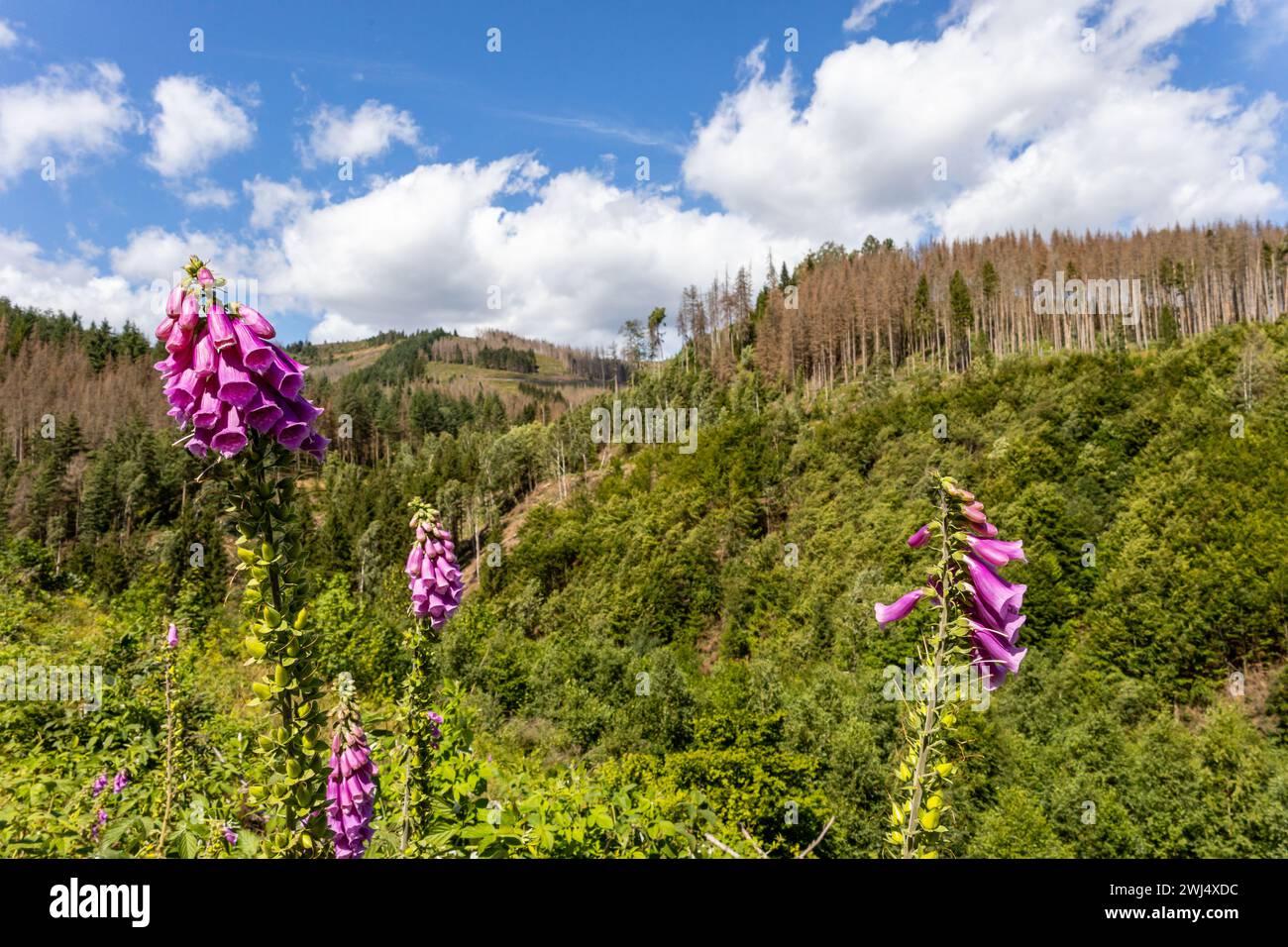 Red foxglove medicinal and poisonous plant Stock Photo - Alamy
