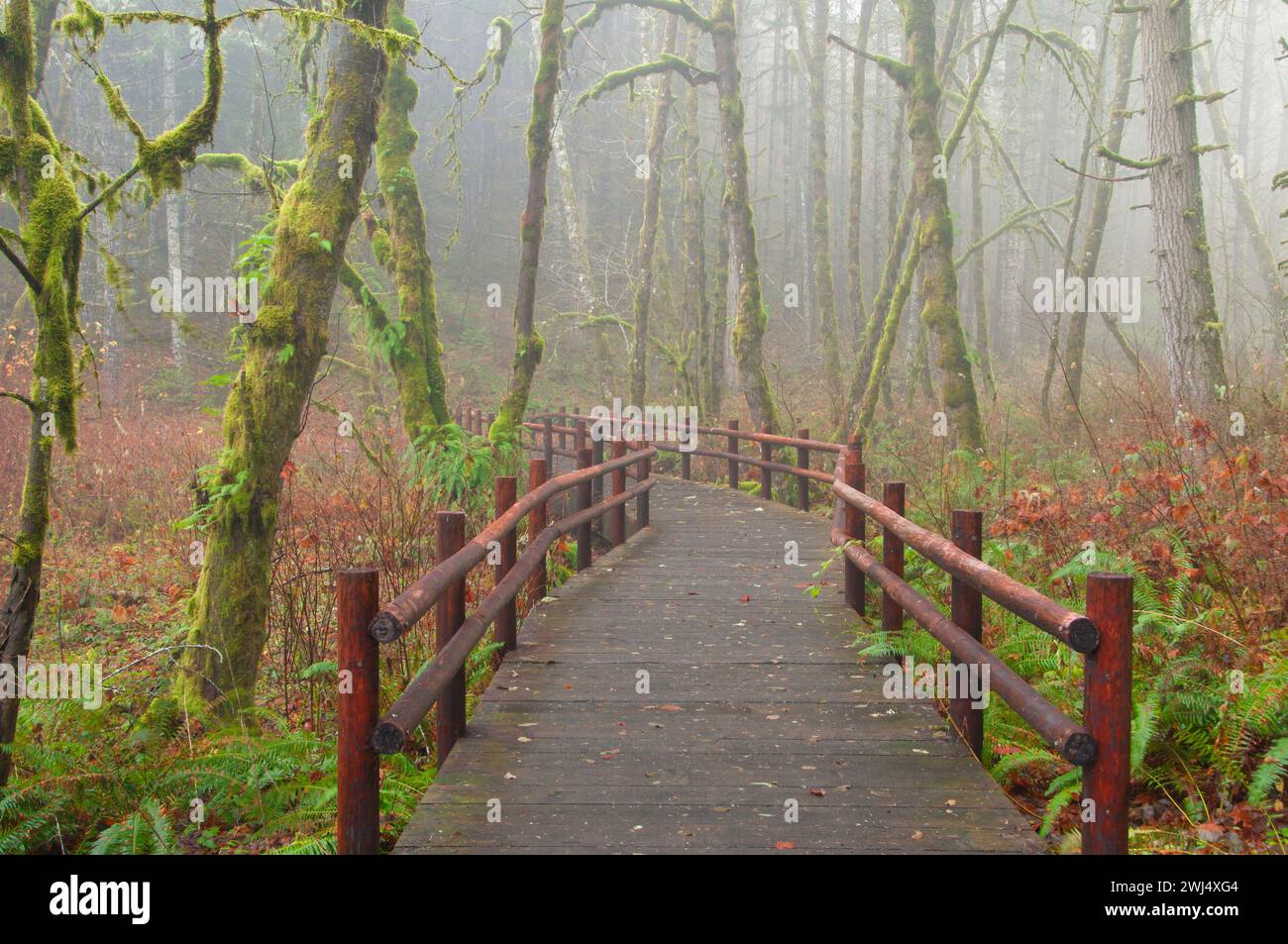 Plunkett Creek Loop Trail bridge, Beazell Memorial Forest County Park ...