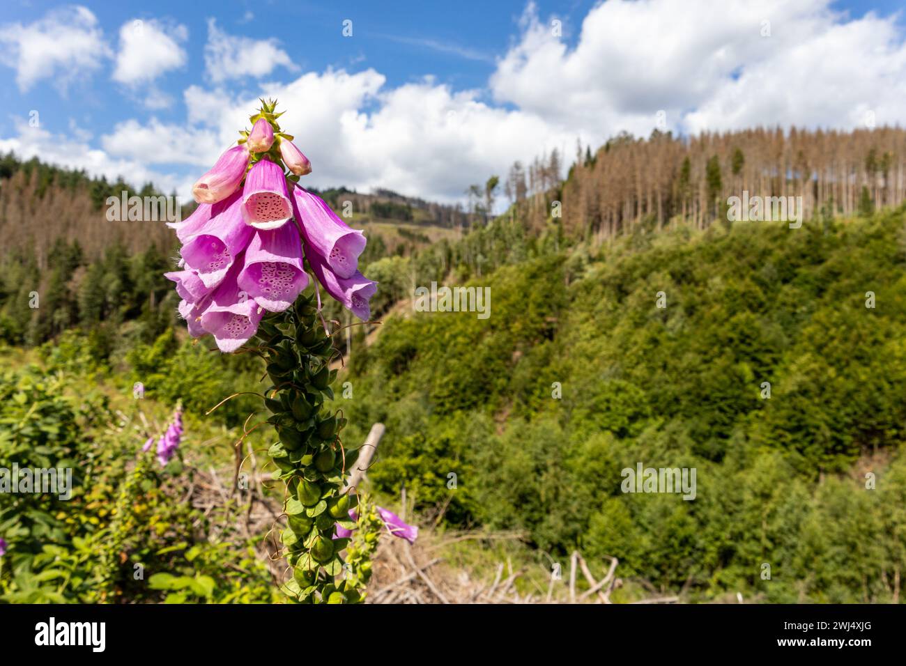 Red foxglove medicinal and poisonous plant Stock Photo - Alamy