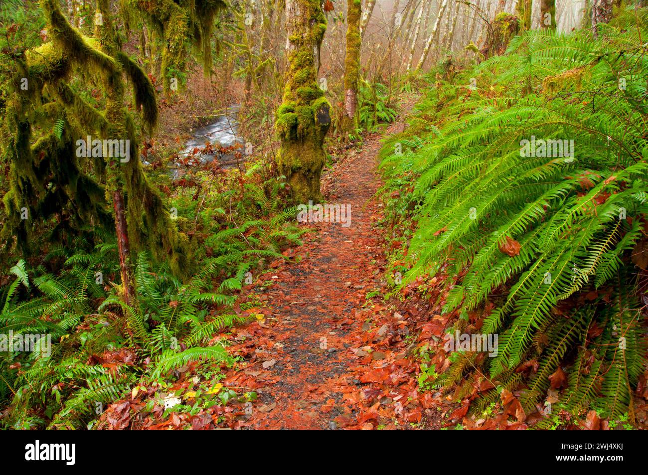 Plunkett Creek Loop Trail, Beazell Memorial Forest County Park, Benton ...