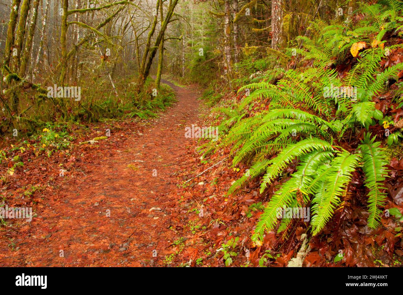Plunkett Creek Loop Trail, Beazell Memorial Forest County Park, Benton ...