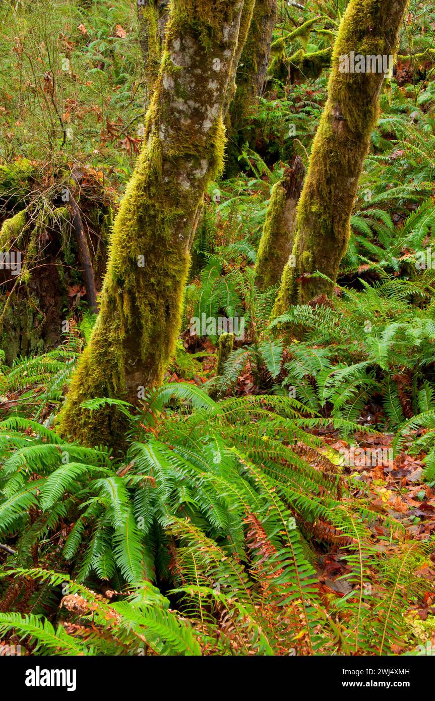 Sword fern with red alder along Plunkett Creek Loop Trail, Beazell ...
