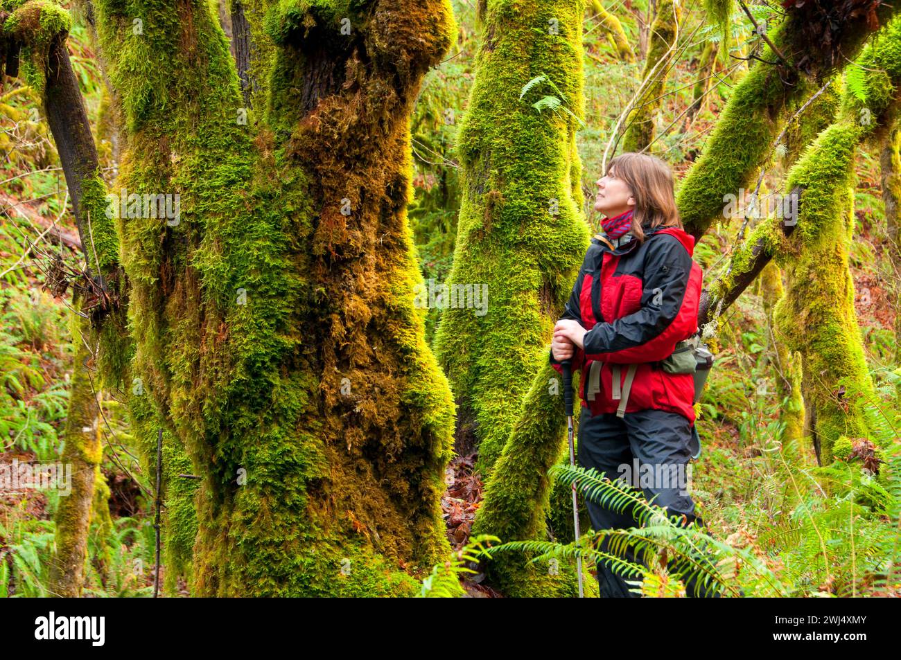 Bigleaf maple (Acer macrophyllum) on Plunkett Creek Loop Trail with ...