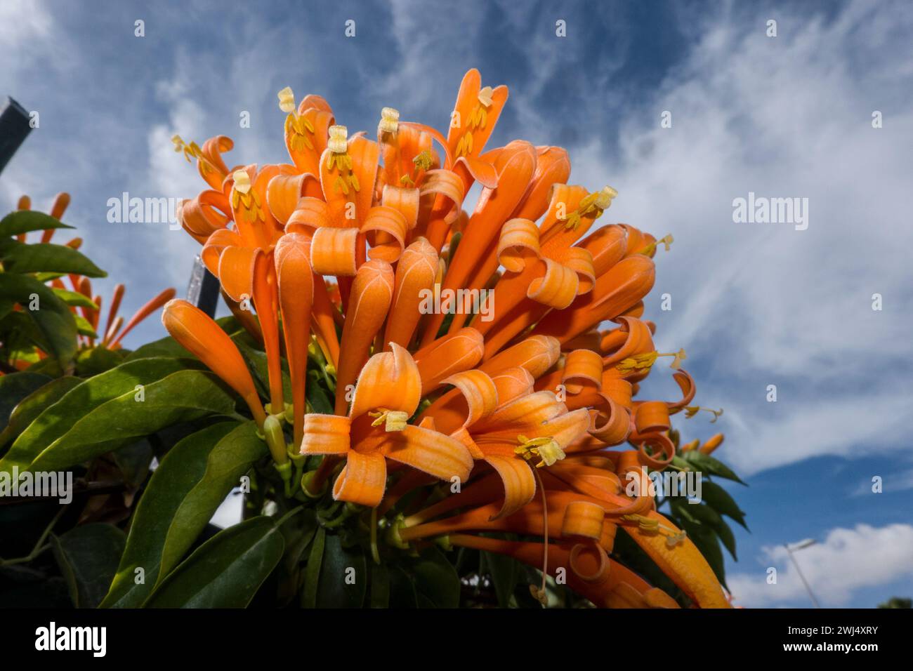 Fire vine, fire bignonia (Pyrostegia venusta), also known as flame wine ...