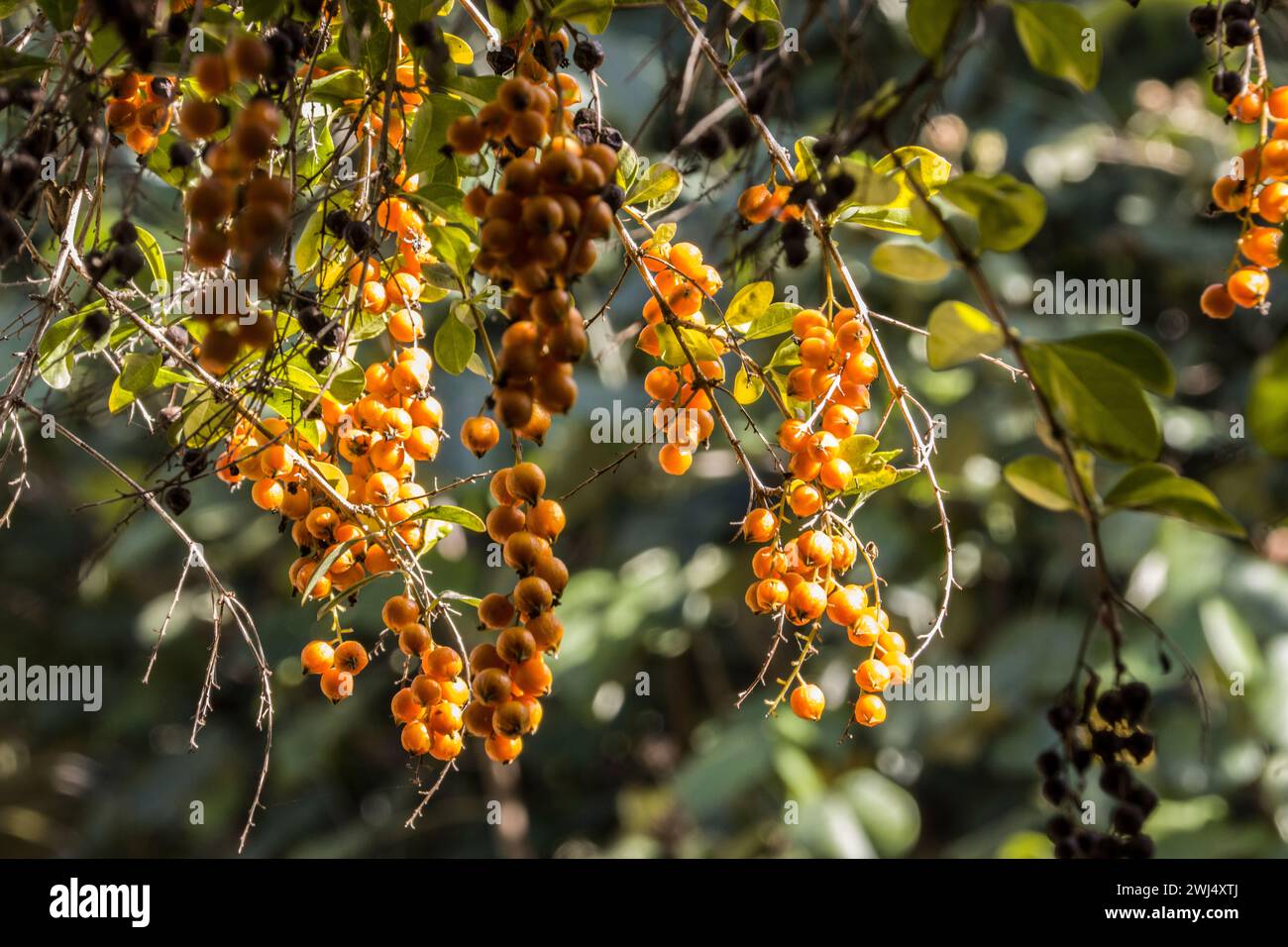 Skyflower or pigeonberry (Duranta repens, syn. Durante erecta) in the ...