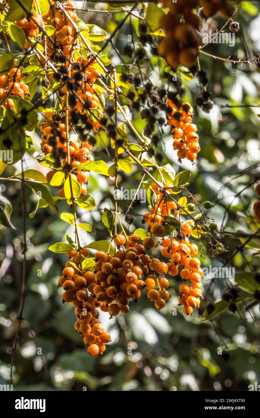 Skyflower or pigeonberry (Duranta repens, syn. Durante erecta) in the ...