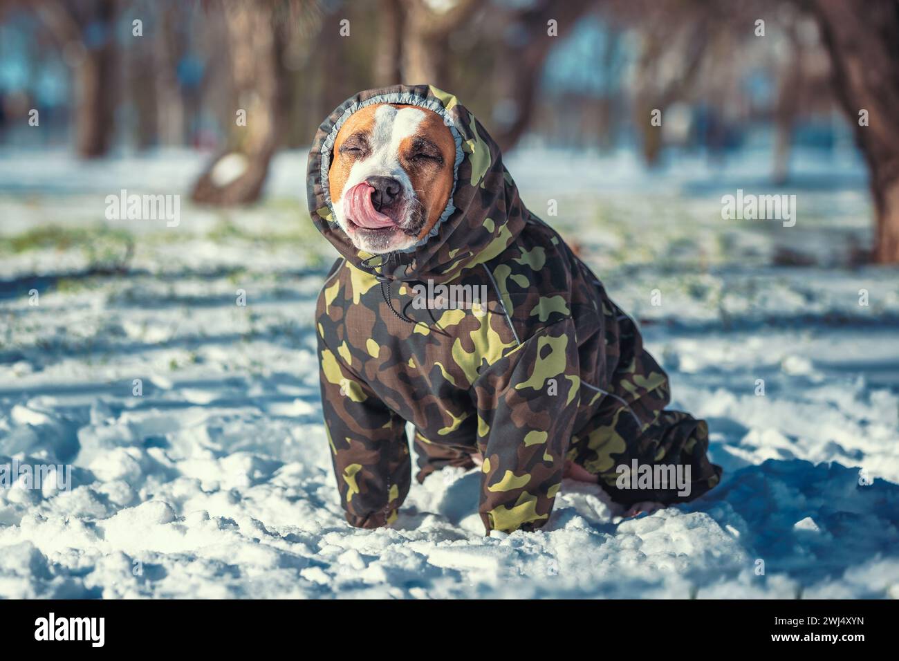 Adult bull terrier hi-res stock photography and images - Alamy