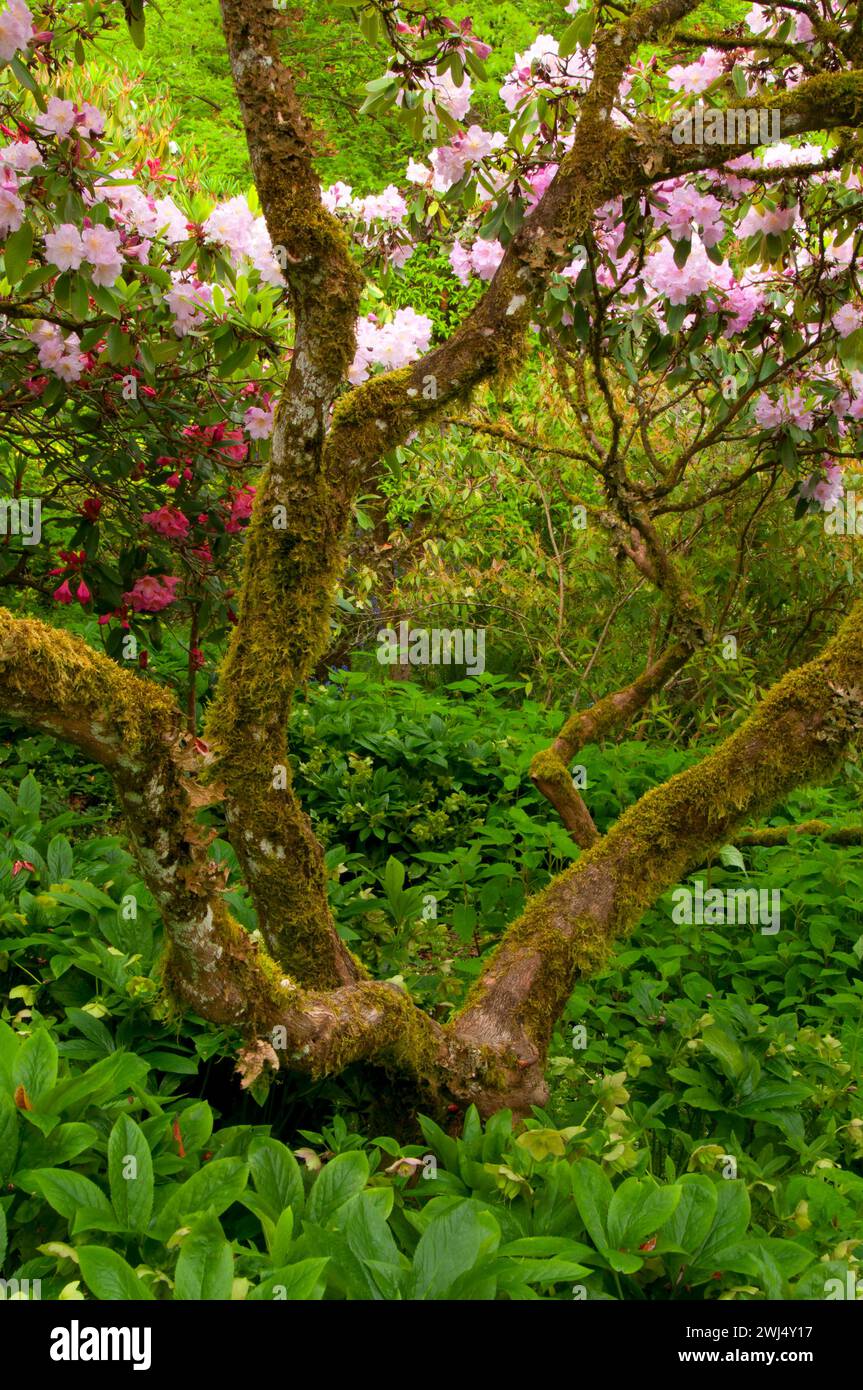 Rhododendron trunk with peonies, The Rhododendron Garden, Hendricks ...