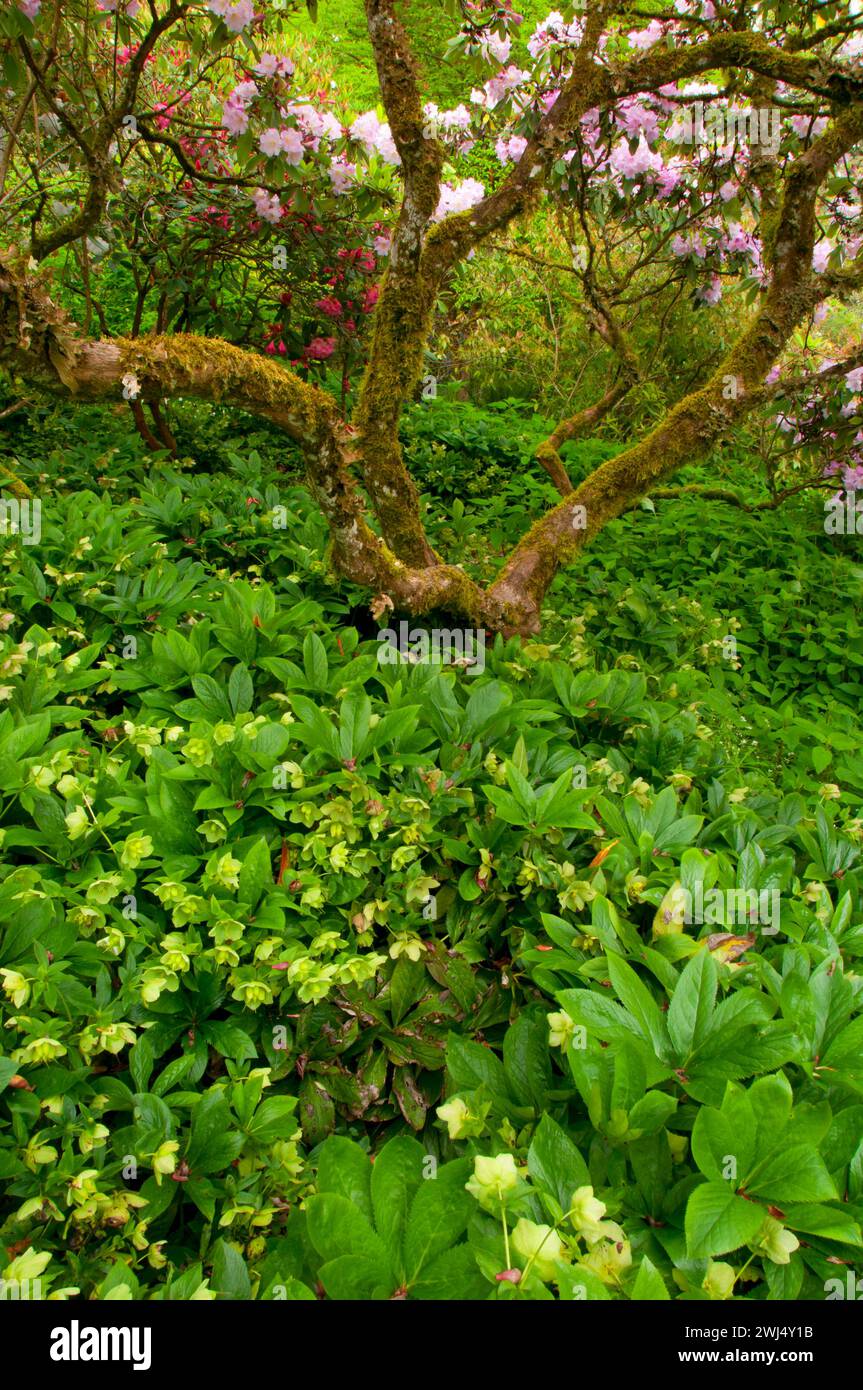 Rhododendron trunk with peonies, The Rhododendron Garden, Hendricks ...