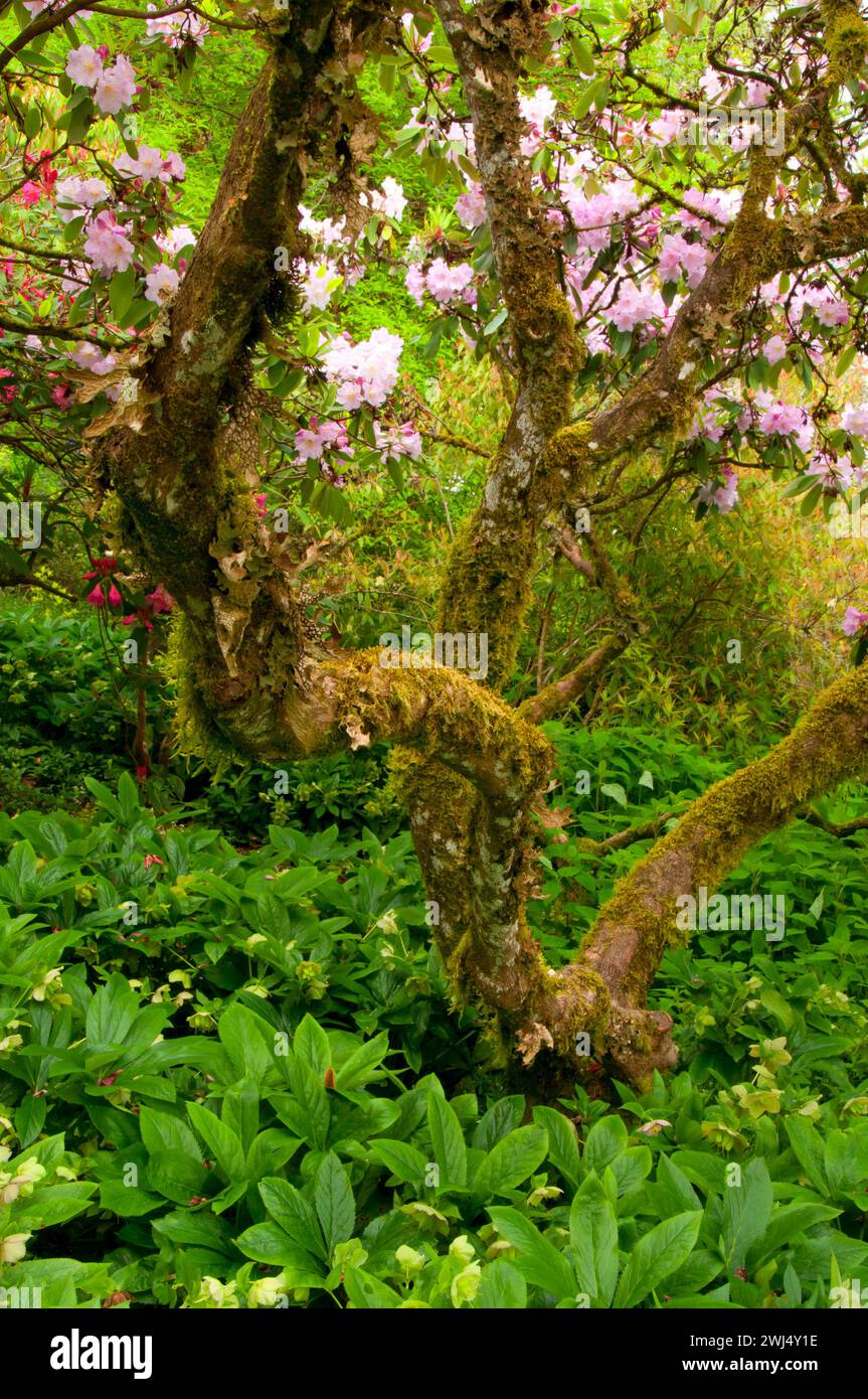 Rhododendron trunk with peonies, The Rhododendron Garden, Hendricks ...