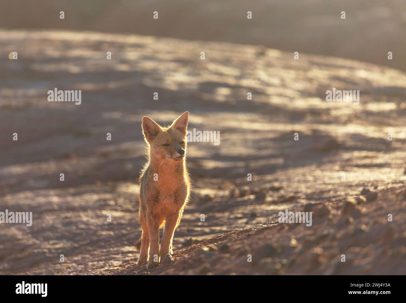 Andean fox in the Argentinian Andes Stock Photo - Alamy