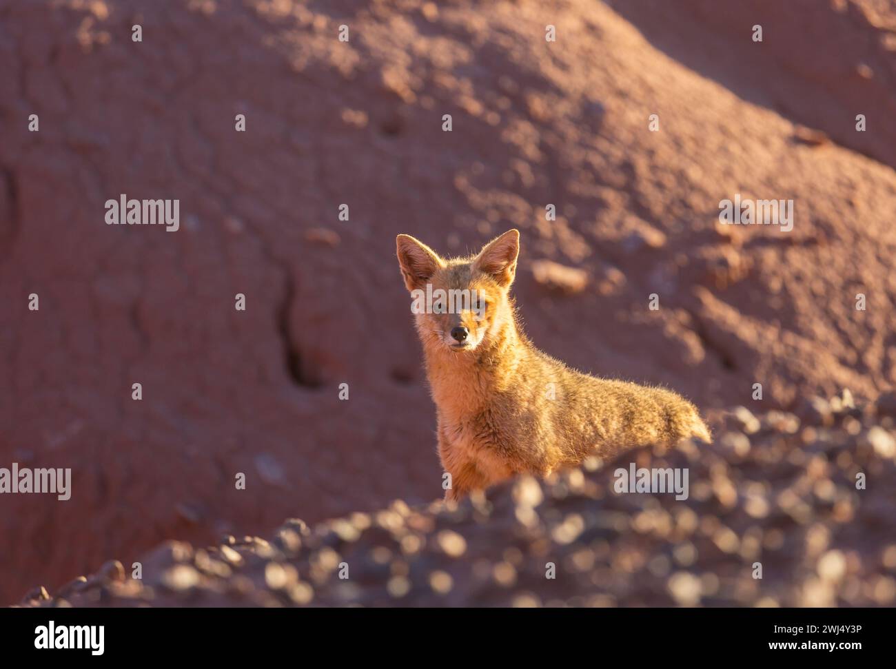 Andean fox prey hi-res stock photography and images - Alamy