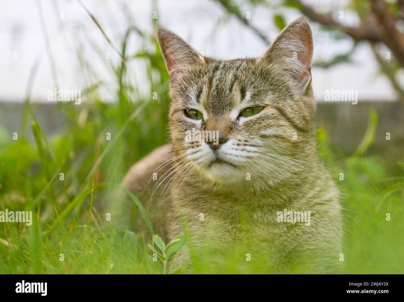 Cat in grass Stock Photo - Alamy