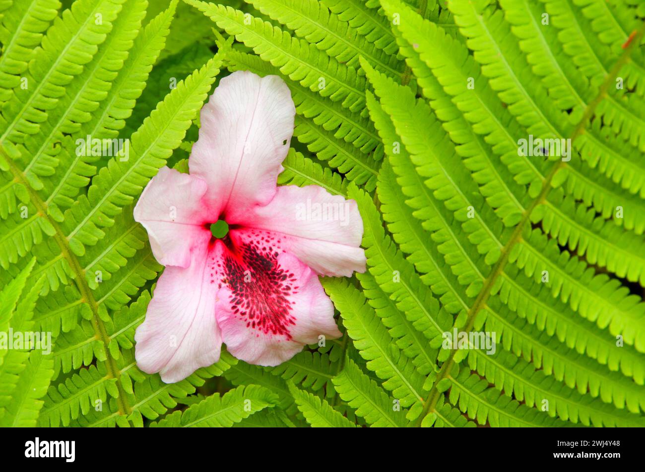 Rhododendron flower in fern, The Rhododendron Garden, Hendricks Park ...