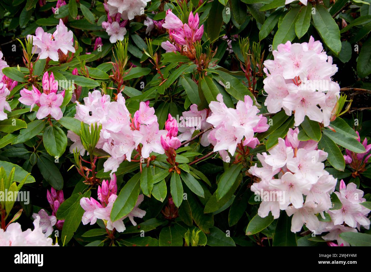 Queen of the May rhododendron blossom, The Rhododendron Garden ...