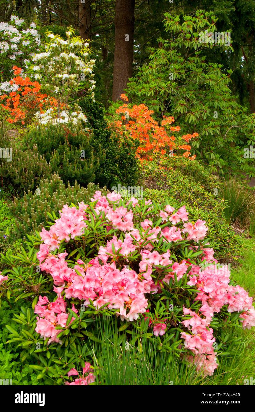 Rhododendron in bloom with azalea, The Rhododendron Garden, Hendricks ...
