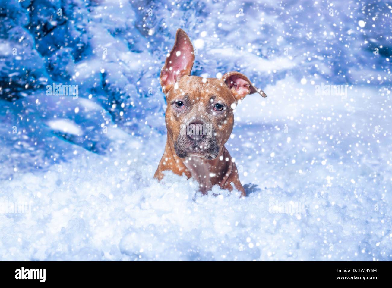 Staffordshire Terrier dog lying in artificial snow on a studio ...