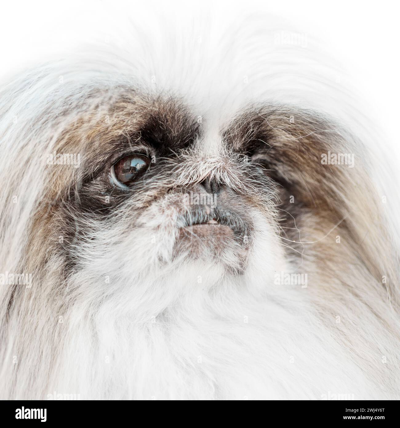 One Pekingese dog isolated on white background Stock Photo - Alamy