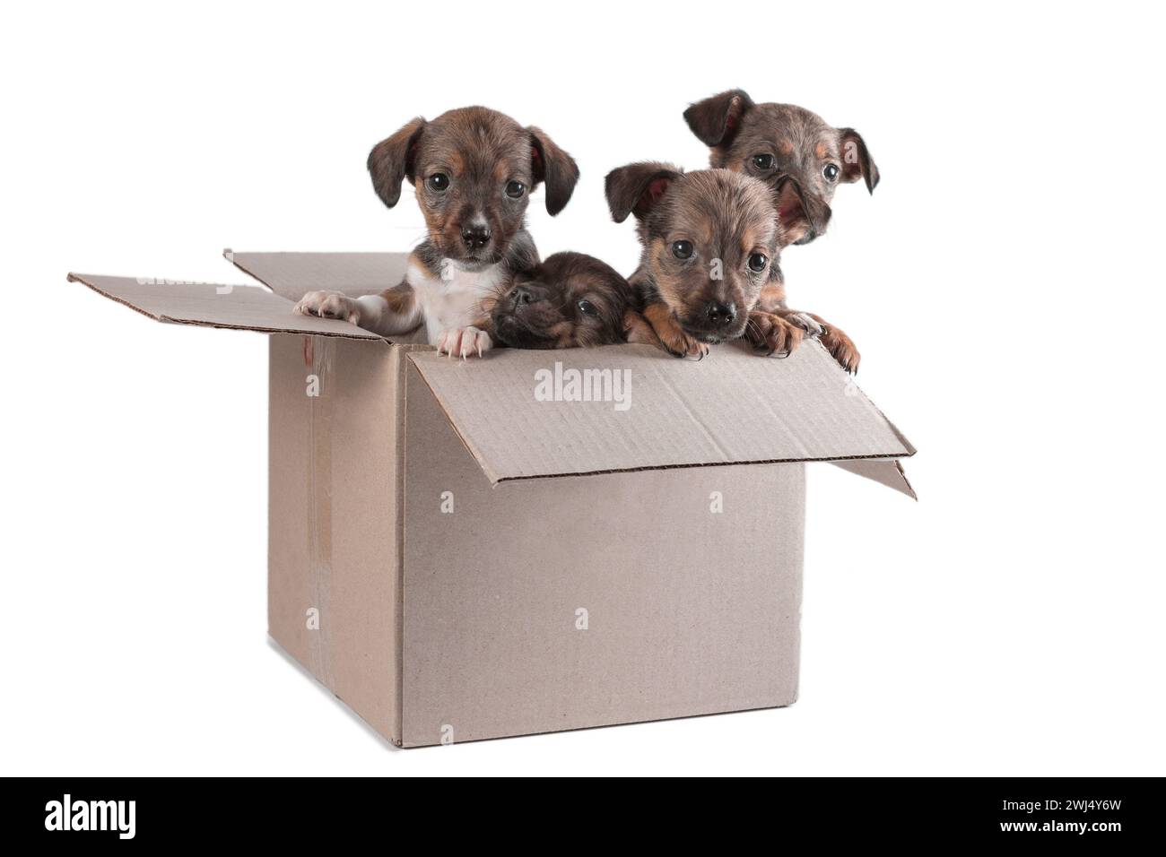 Four outbred puppies in a cardboard box on a white background Stock ...