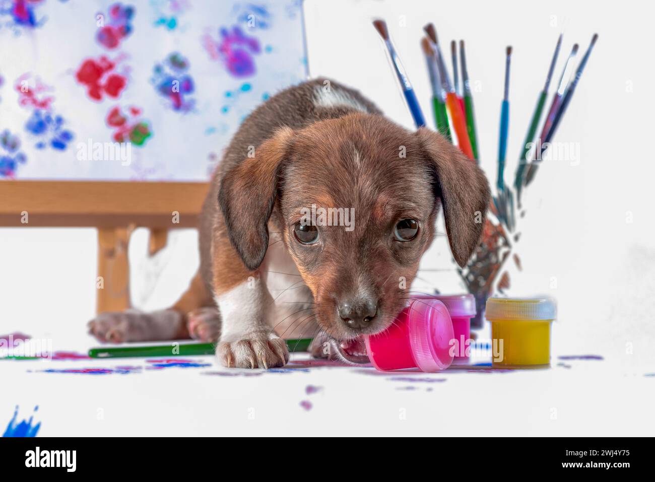 mongrel puppy gnaws a jar of paint on white background Stock Photo - Alamy