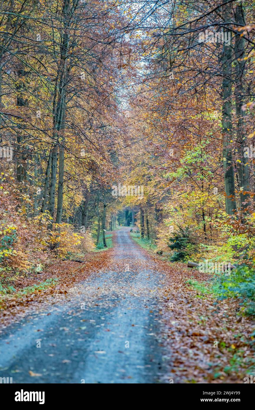 Kottenforstplatte hi-res stock photography and images - Alamy