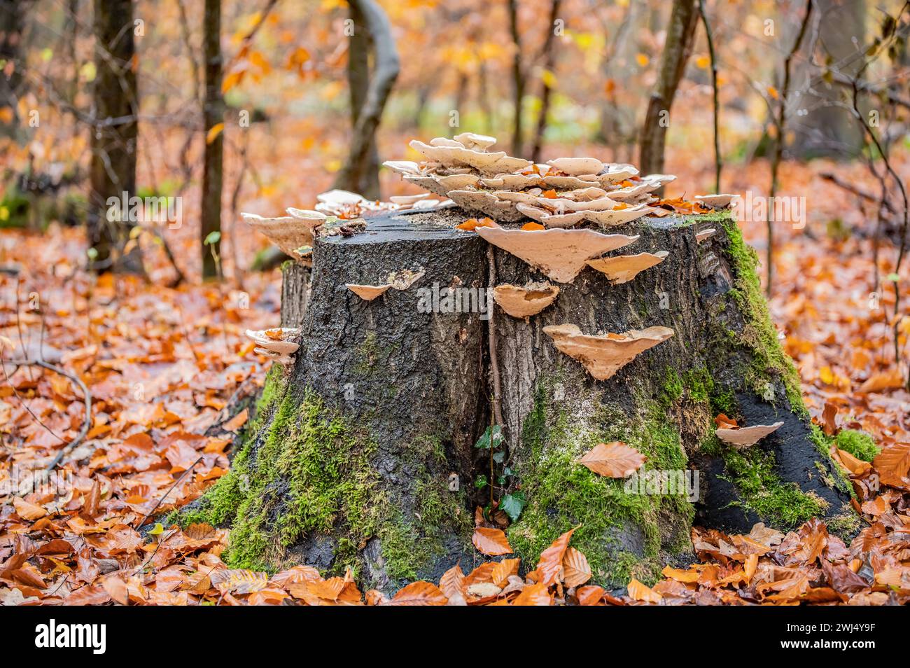 Tree stump trametes versicolor hi-res stock photography and images - Alamy