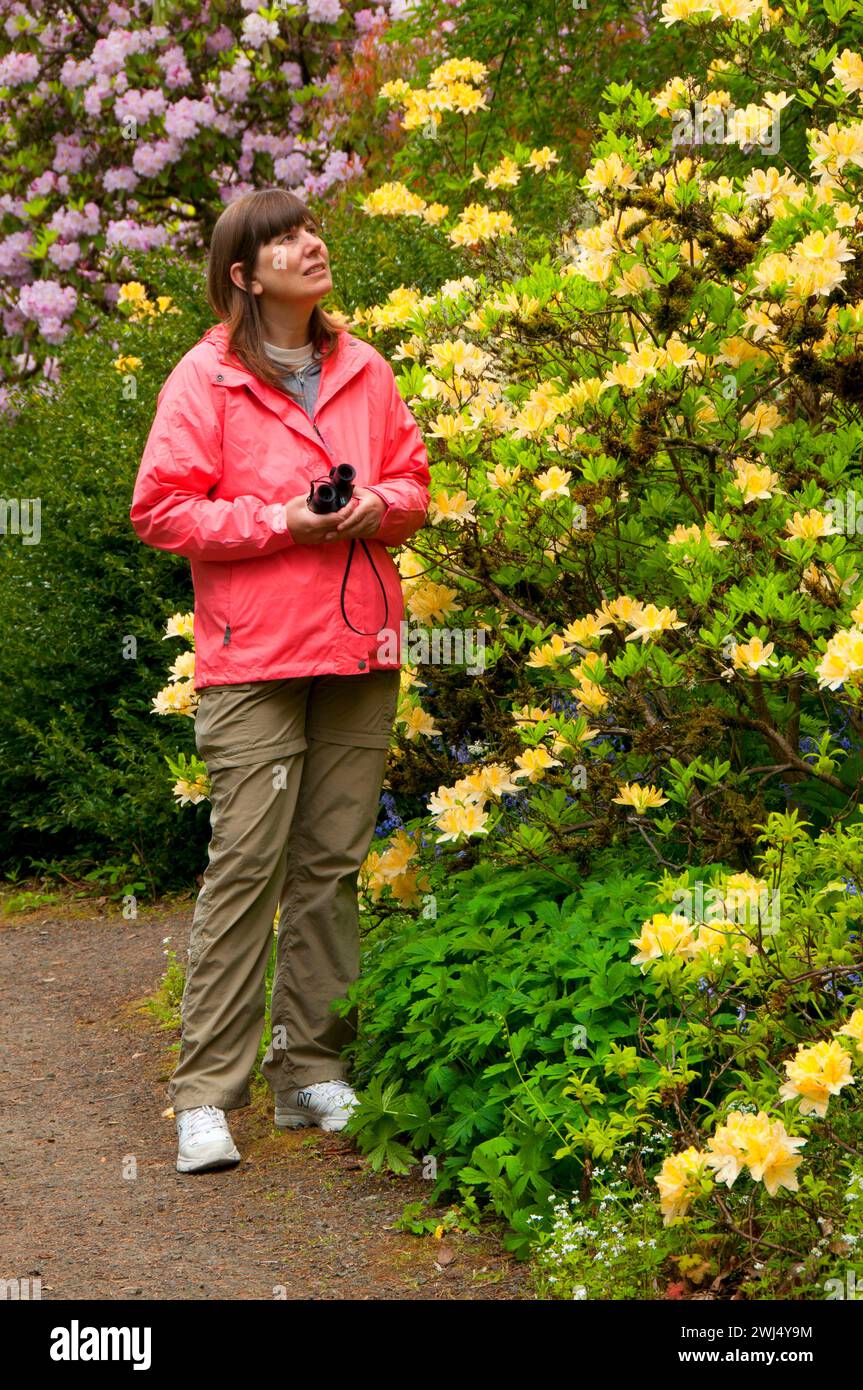 Garden path with azalea in bloom, The Rhododendron Garden, Hendricks ...
