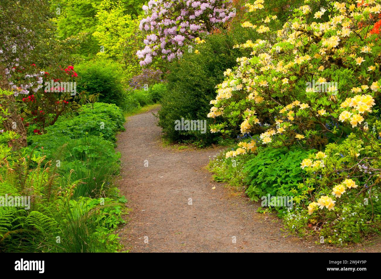 Garden path with azalea in bloom, The Rhododendron Garden, Hendricks ...