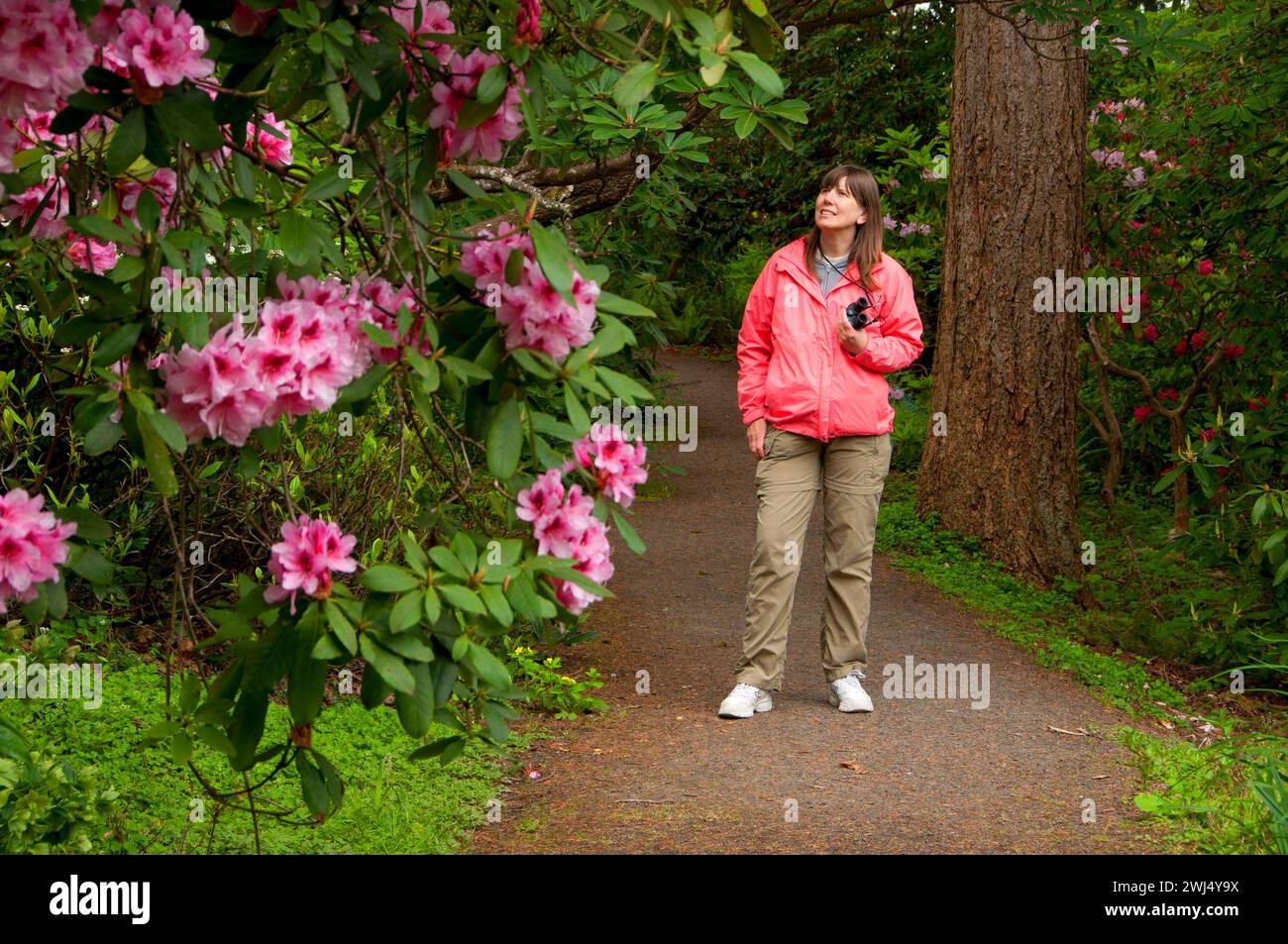 Garden path with rhododendron in bloom, The Rhododendron Garden ...
