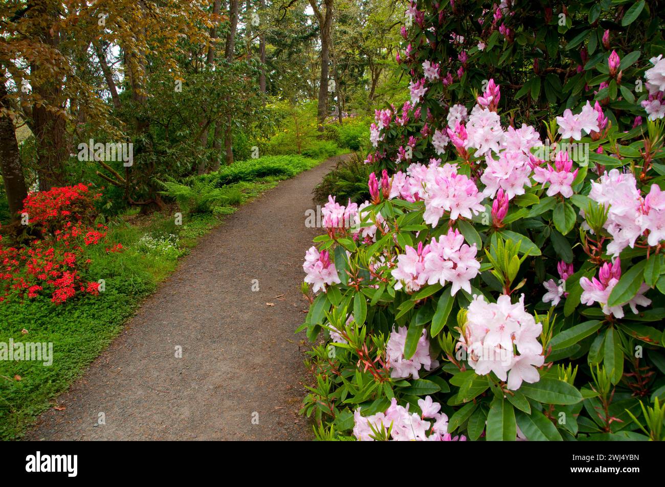 Garden path with Queen of the May rhododendron in bloom, The ...