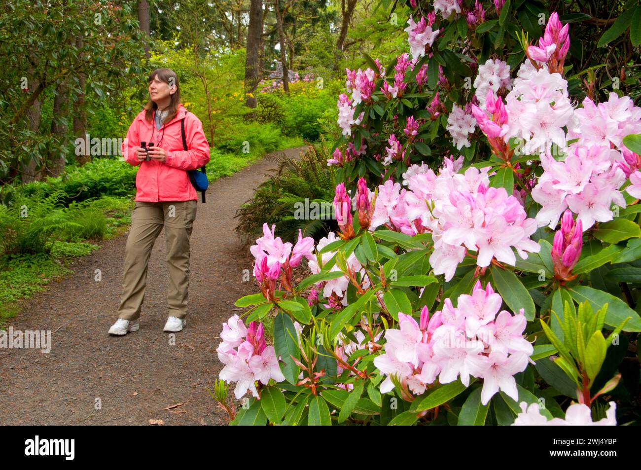 Garden path with Queen of the May rhododendron in bloom, The ...
