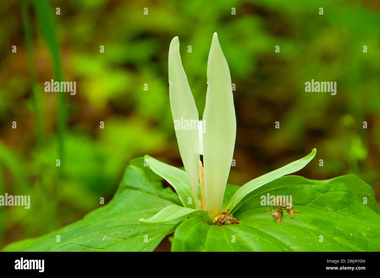 Giant trillium along Plunkett Creek Loop Trail, Beazell Memorial Forest ...