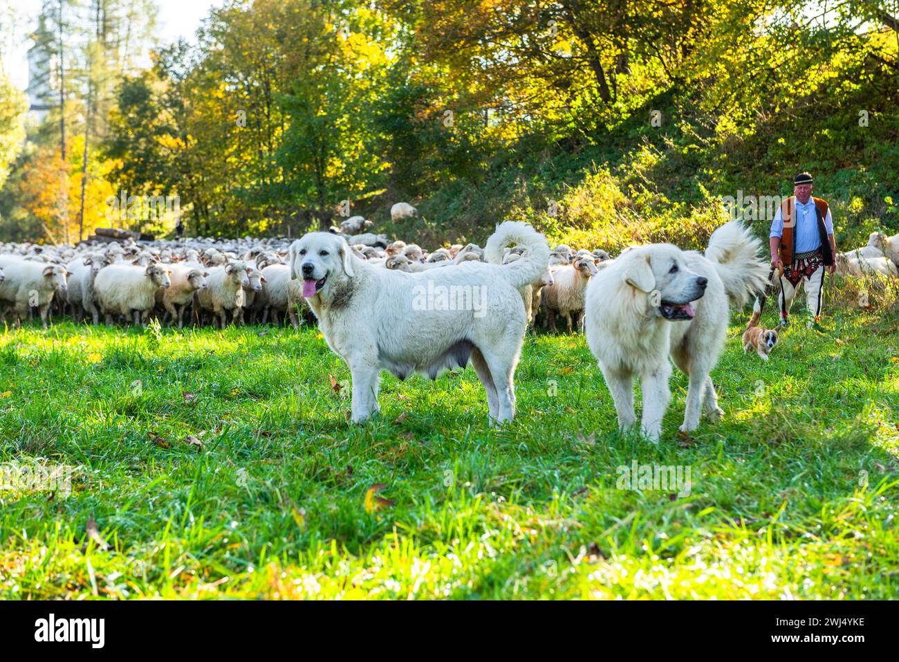 SZCZAWNICA,POLAND - OCTOBER 14, 2023: Traditional Carpathian Shepherds ...