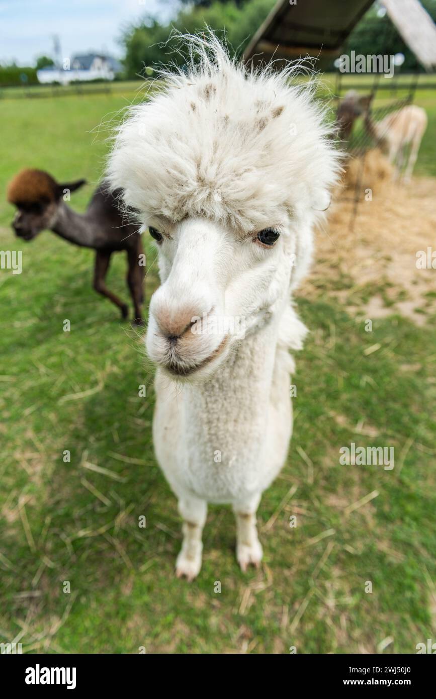 Alpaca funny face close up portrait, with funny hair cut in outdoor ...