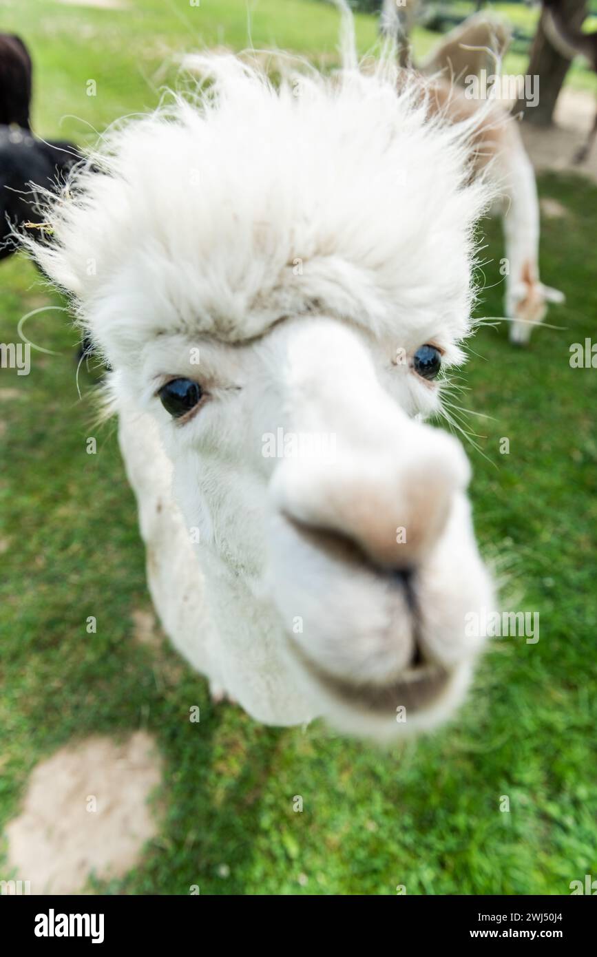 Alpaca funny face close up portrait, with funny hair cut in outdoor ...