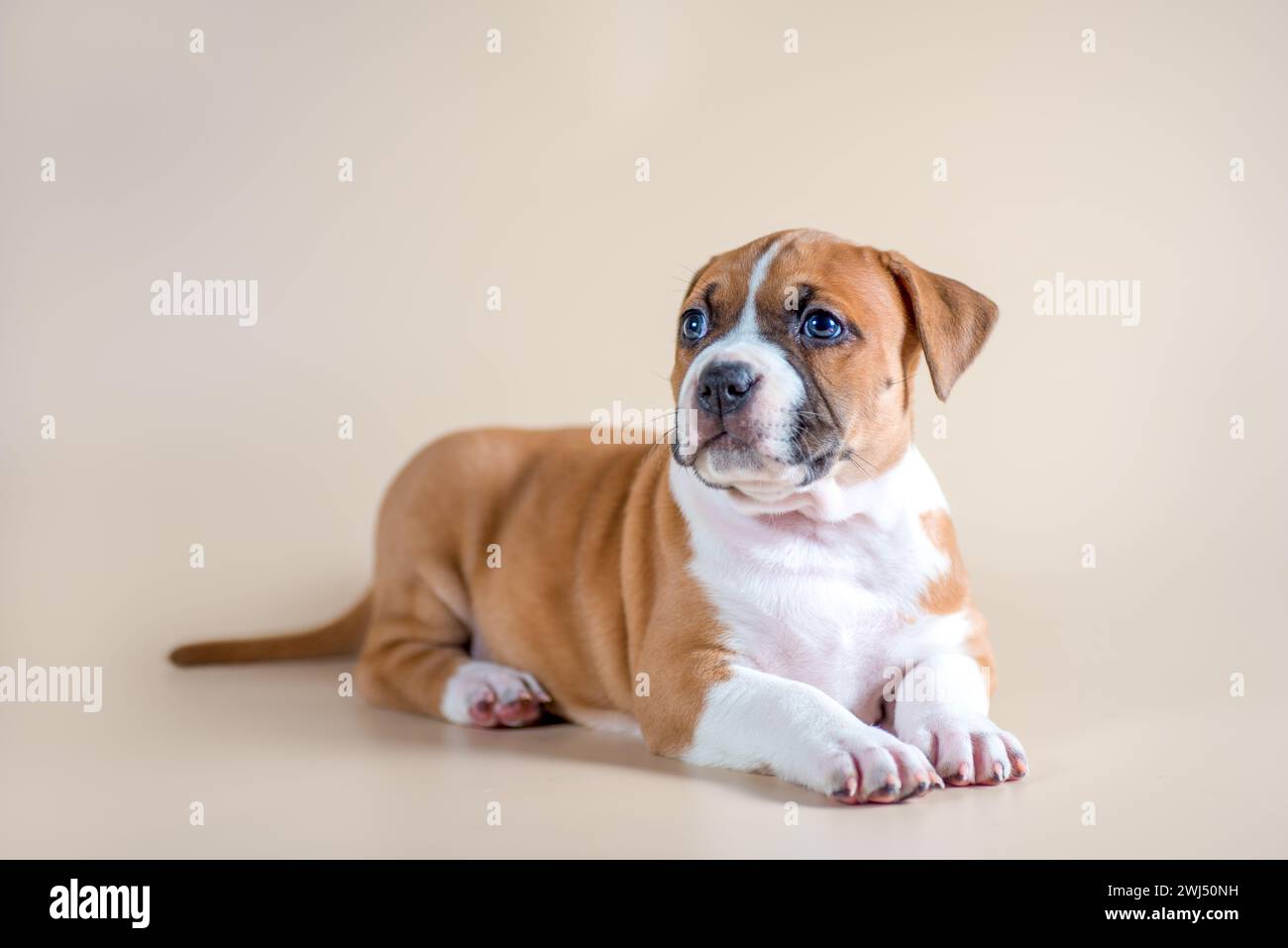 Blue-eyed red-and-white Staffordshire Terrier puppy on a light beige ...