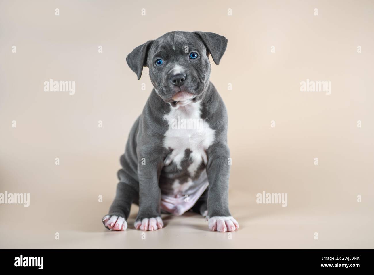 Gray spotted blue-eyed Staffordshire Terrier puppy on a light beige ...