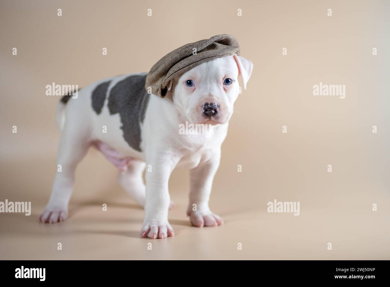 White spotted blue-eyed Staffordshire Terrier puppy in hat on a light ...