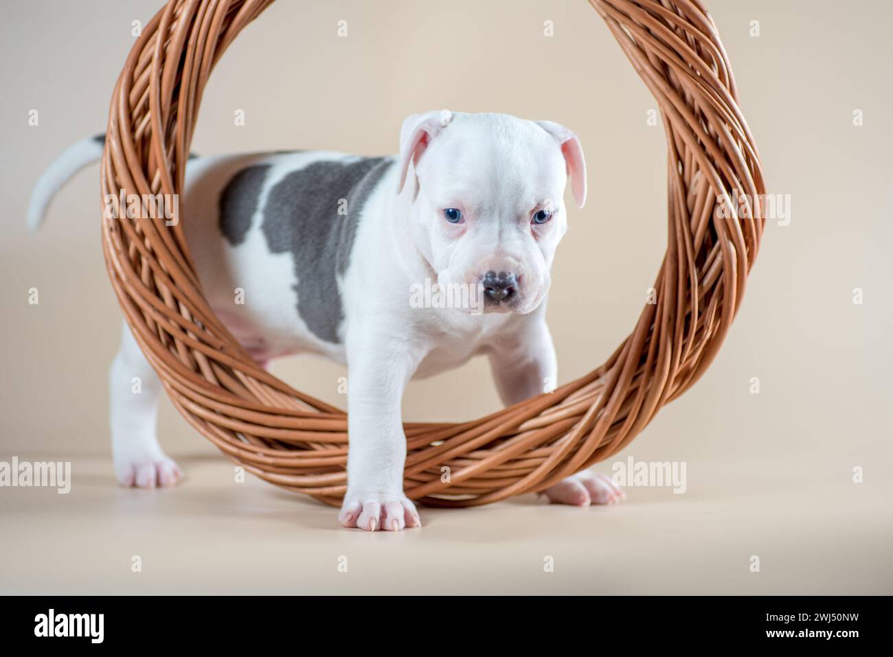 Blue-eyed Staffordshire Terrier puppy inside a braided vine ring on a ...