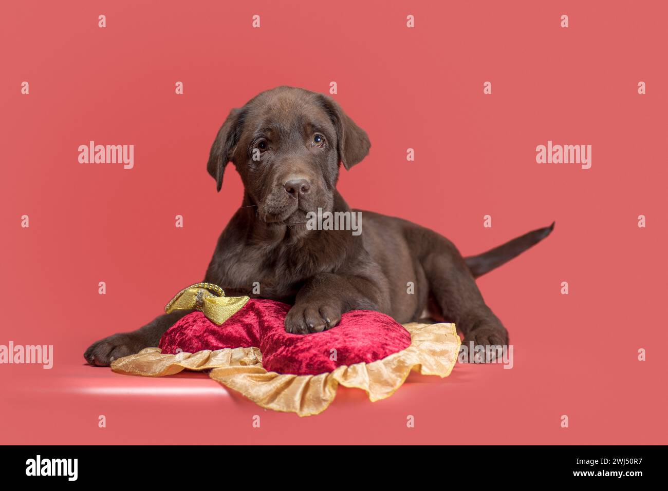 Chocolate labrador puppy on pink background with red velvet pillow ...