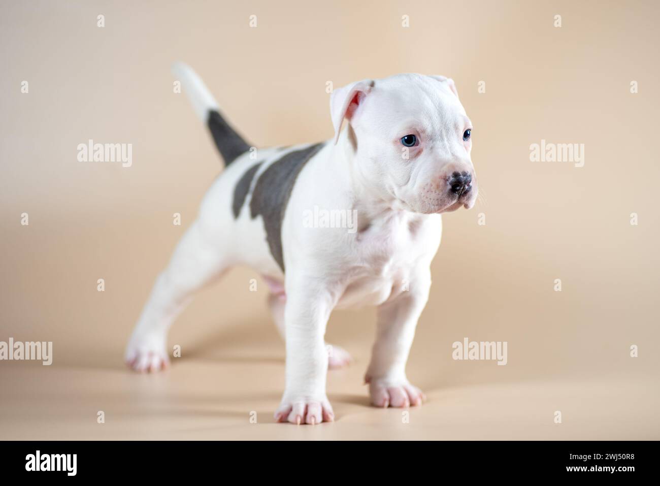White spotted blue-eyed Staffordshire Terrier puppy on a light beige ...