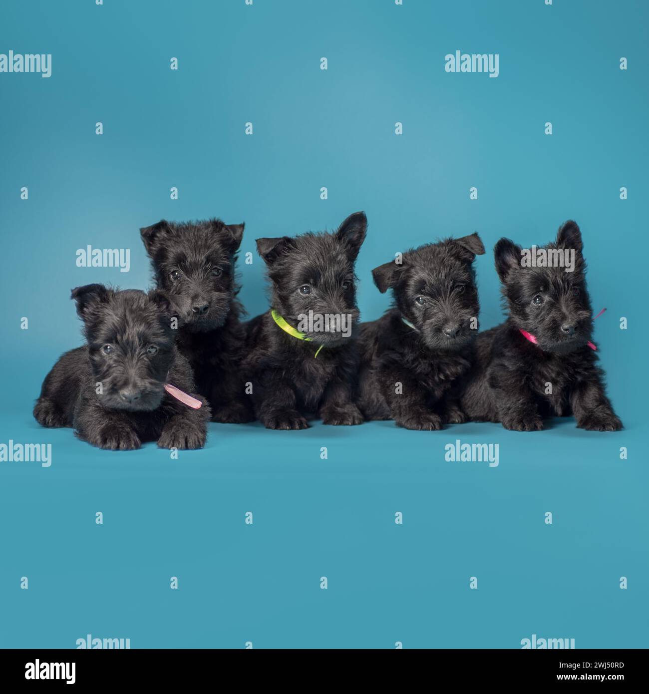 Five small black scotch terrier puppies on a blue background Stock ...