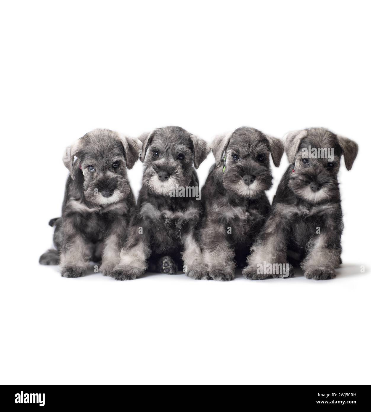 Four miniature schnauzer puppies sitting on a white background Stock ...