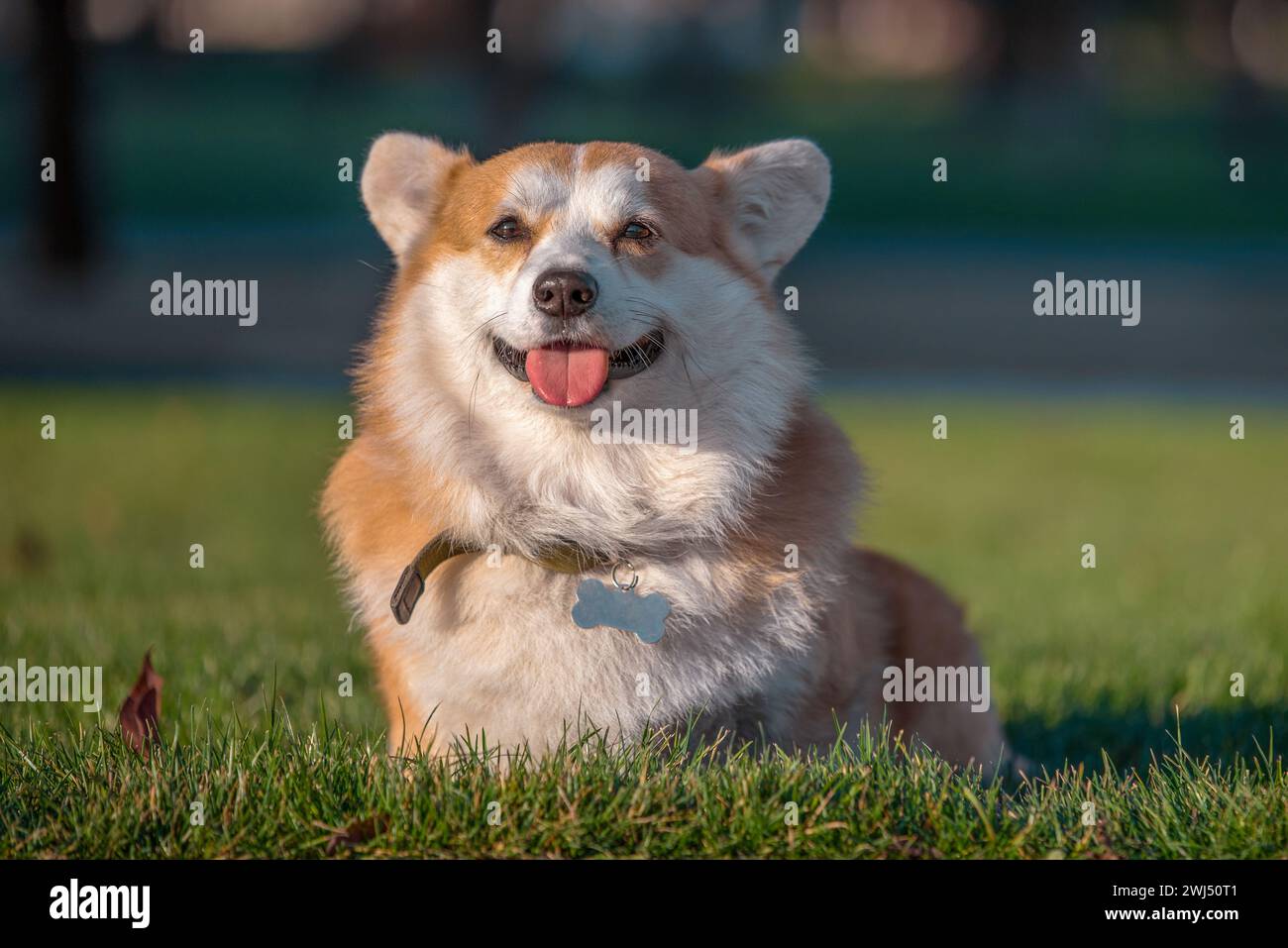 Pembroke Welsh Corgi dog sits on a manicured green lawn in a park in ...