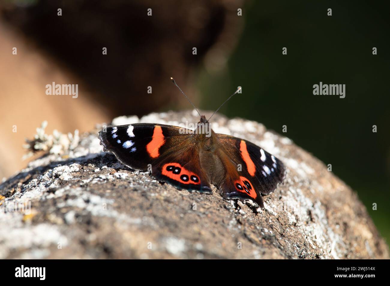 Biodiversity new zealand hi-res stock photography and images - Alamy